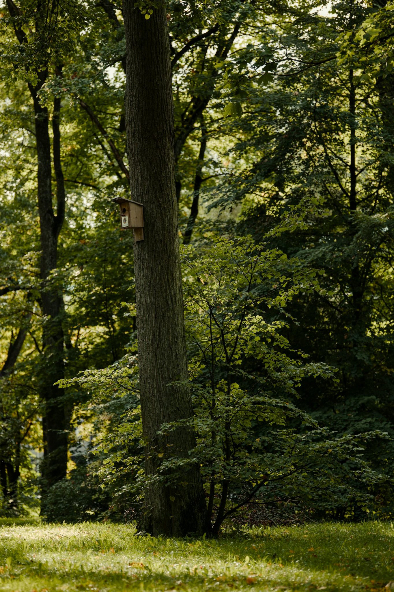 Installing Nesting Boxes: Attracting Birds to Your Landscape - Horizon ...